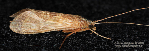 Hydropsyche alternans · iNaturalist