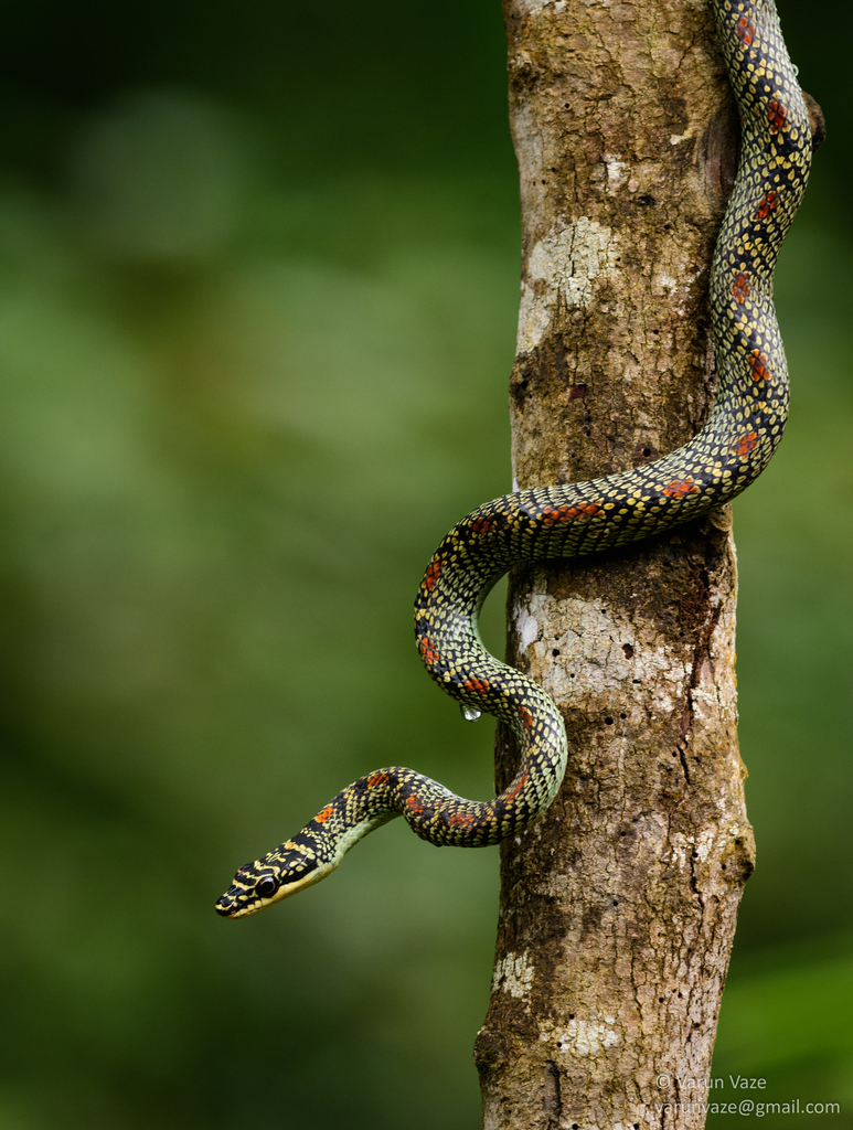 Golden Tree Snake from Ayee, Maharashtra, India on August 17, 2018 at ...