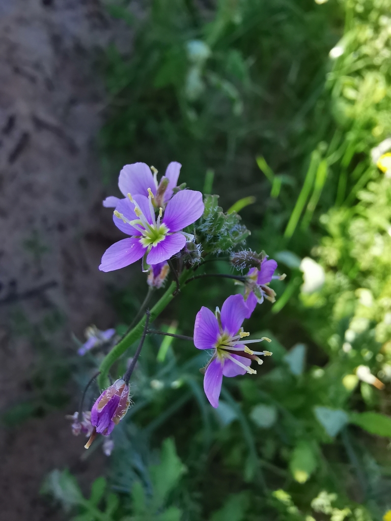 Sunsorrels from West Coast, ZA-WC, ZA on August 2, 2020 at 12:01 PM by ...