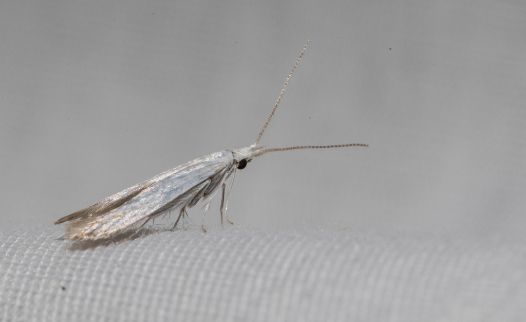 American Pistol Casebearer Moth from Tompkins, New York, United States ...