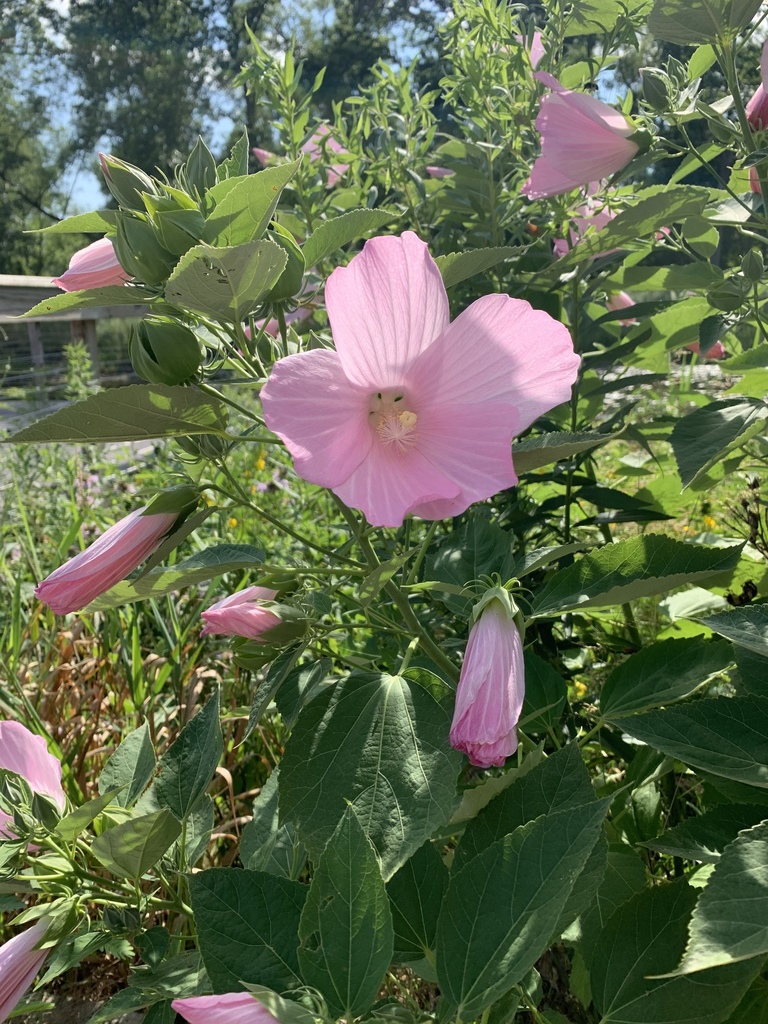swamp rose mallow from Otis Rd SE, Cedar Rapids, IA, US on August 2 ...