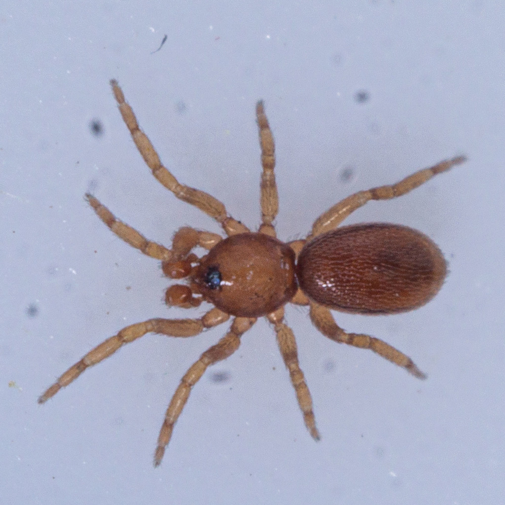 Goblin spiders from Emerald Point on July 5, 2020 at 03:58 AM by Joseph ...