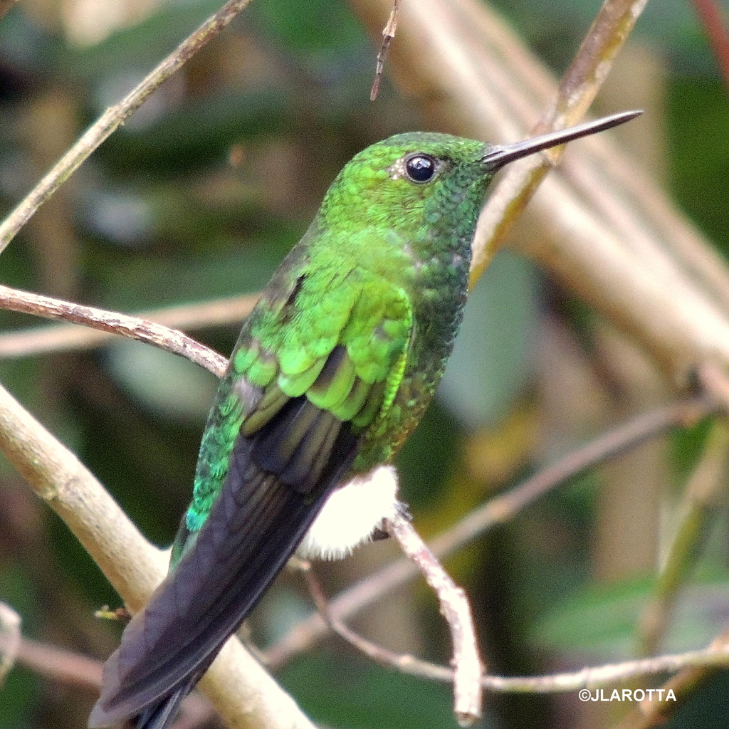 Coppery-bellied Puffleg (Eriocnemis cupreoventris) - Avian Discovery