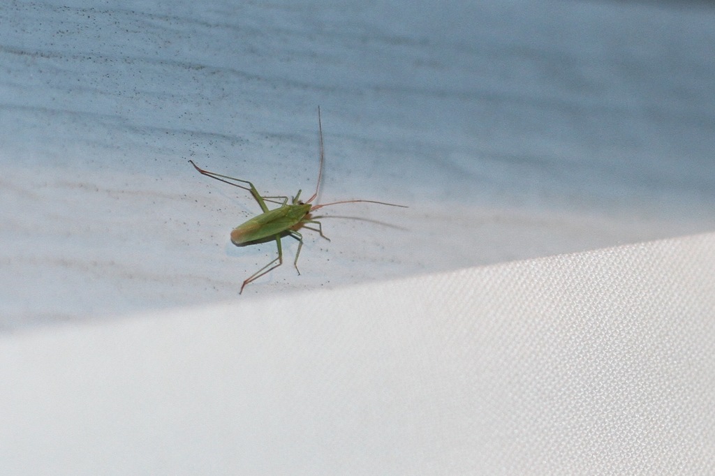 Rice Leaf Bug from Wells, ME 04090, USA on August 2, 2020 at 07:41 PM ...