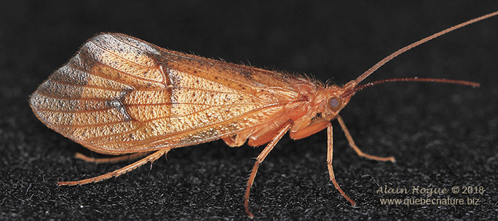 Pycnopsyche antica from Rigaud, QC, Canada on August 31, 2018 at 09:52 ...