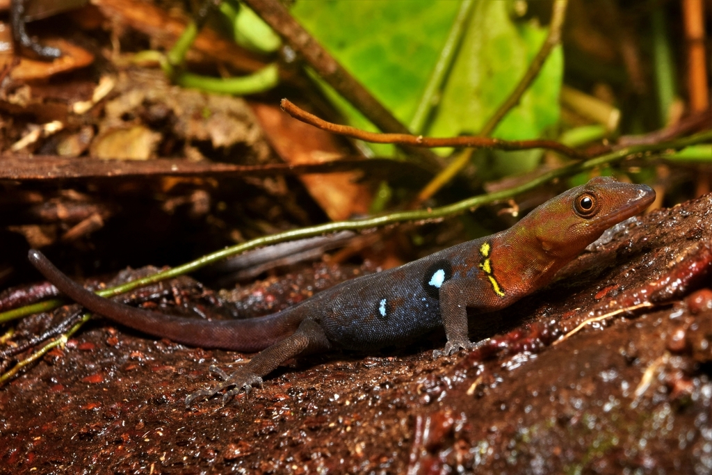 Eyespot Gecko from Eastern Tobago, Trinidad and Tobago on August 1 ...