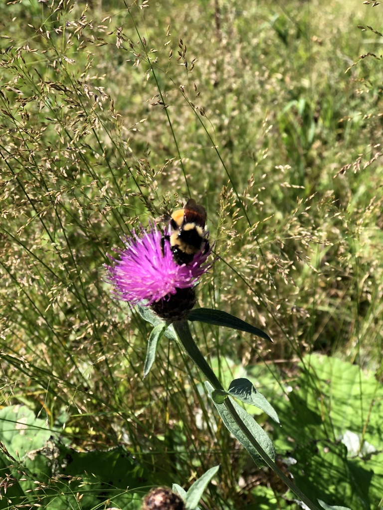 Tricolored Bumble Bee from Cape Breton Highlands National Park, NS, CA ...