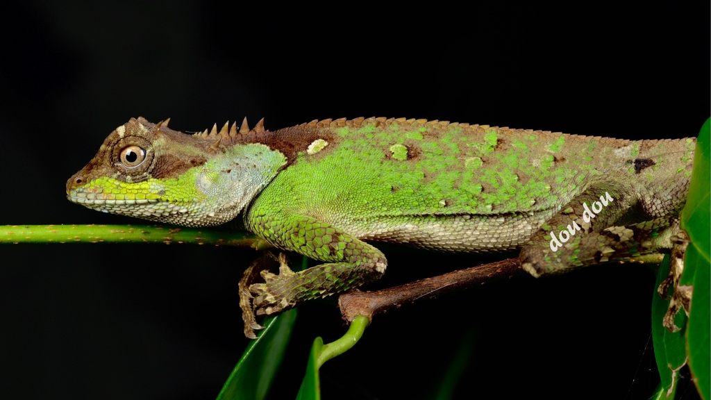 Scale-bellied Tree Lizard from 中国福建省南平市武夷山 on July 13, 2020 at 10:24 PM ...