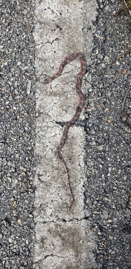 Rainforest Cat-eyed Snake from Centro, 77600 Q.R., Mexico on August 2 ...