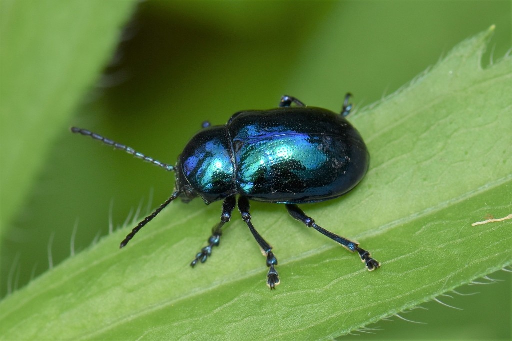 Chrysochus chinensis from 대한민국 강원도 횡성군 안흥면 on July 24, 2020 at 01:47 PM by Wonwoong Kim ...