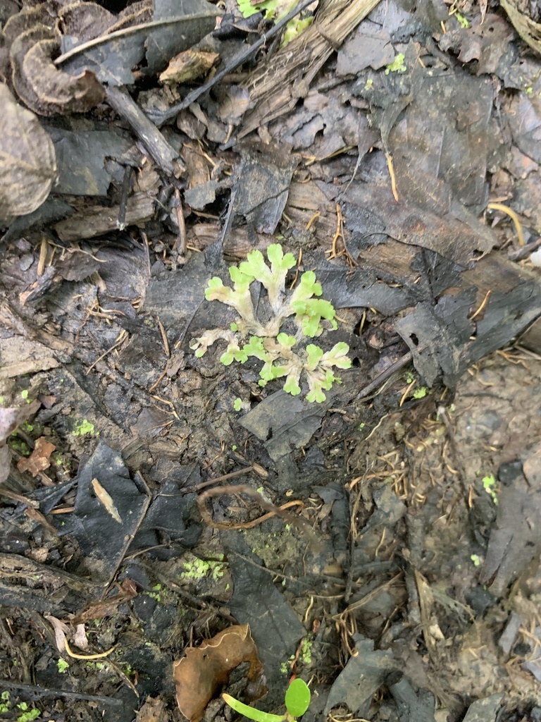 fringed heartwort from Caperton Swamp, Louisville, KY, US on August 03 ...