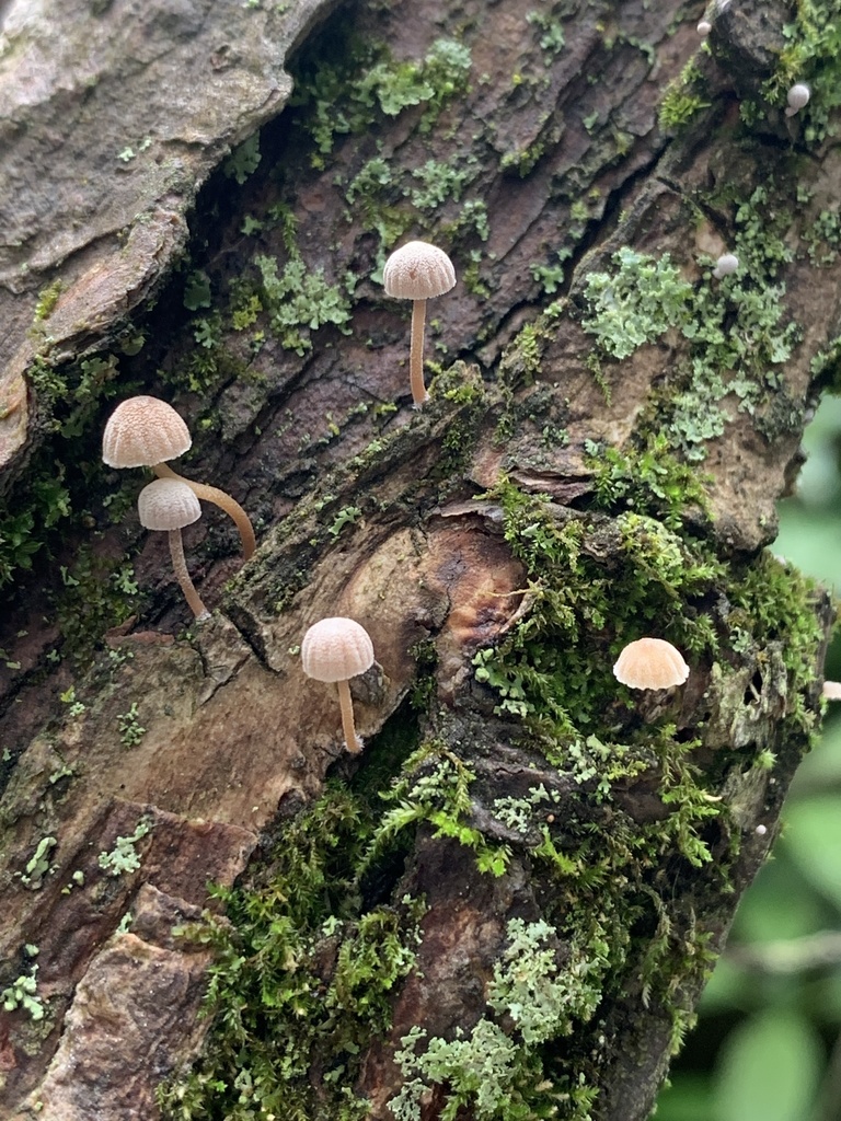 Bonnets from Caperton Swamp, Louisville, KY, US on August 3, 2020 at 09 ...