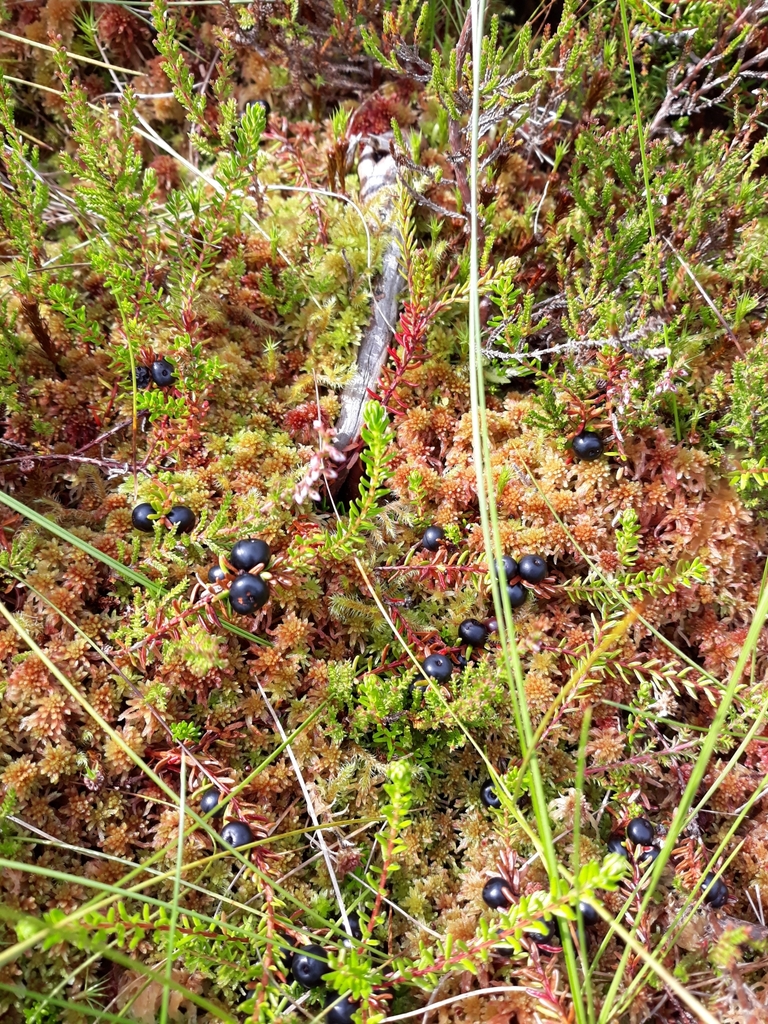 black crowberry from Londonderry BT47, UK on August 3, 2020 at 10:52 AM ...