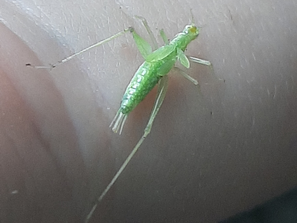 Common Tree Crickets from Yankee Springs Township, MI, USA on August 03 ...