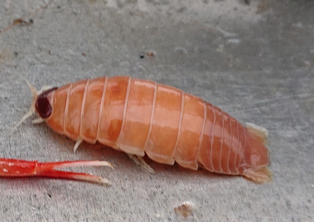 Aega crenulata from 7242 Knarrlagsund, Norwegen on August 02, 2020 at ...