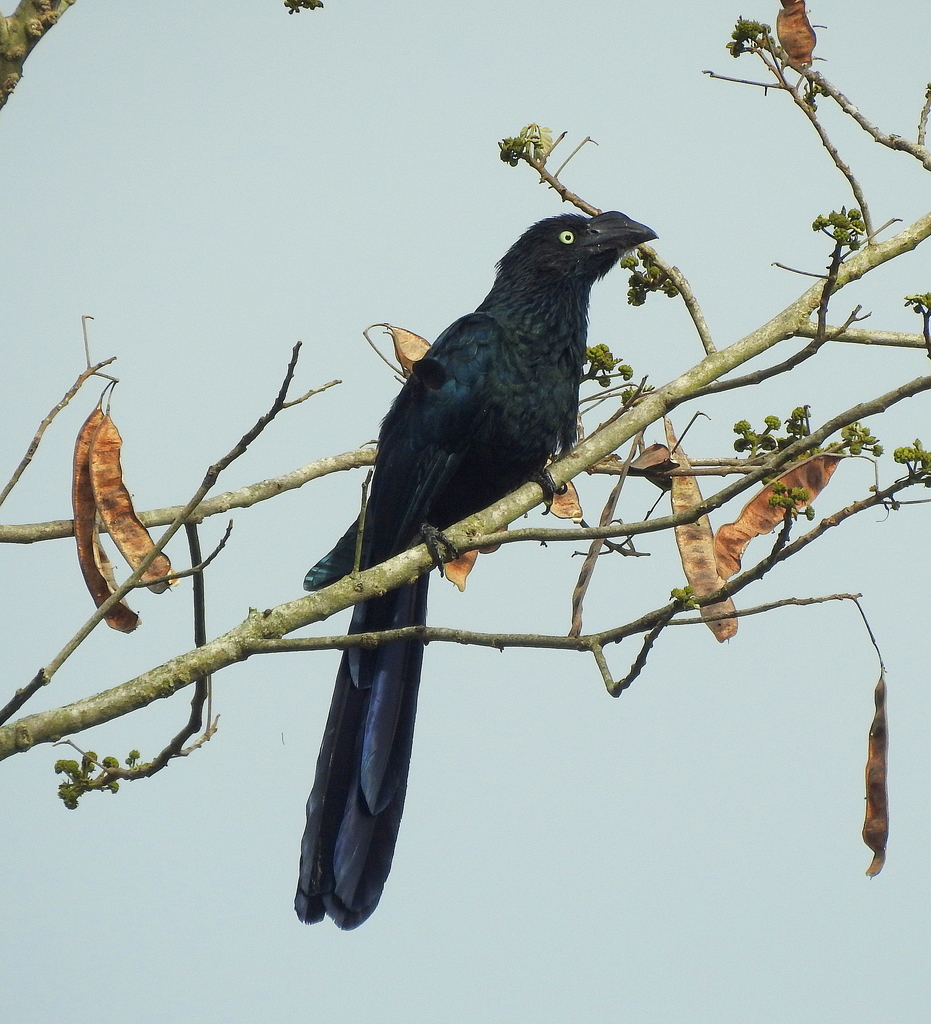 Greater Ani from Melgar, Tolima, Colombia on July 11, 2019 at 08:24 AM ...