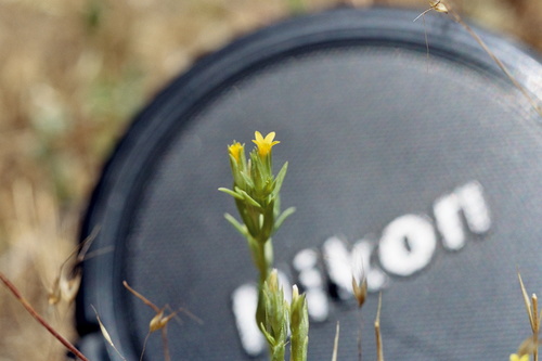 Sebaea membranacea · iNaturalist