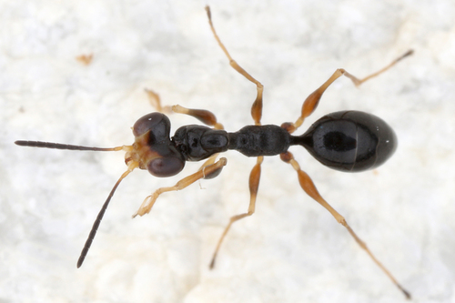 Gonatopus rosellae · iNaturalist