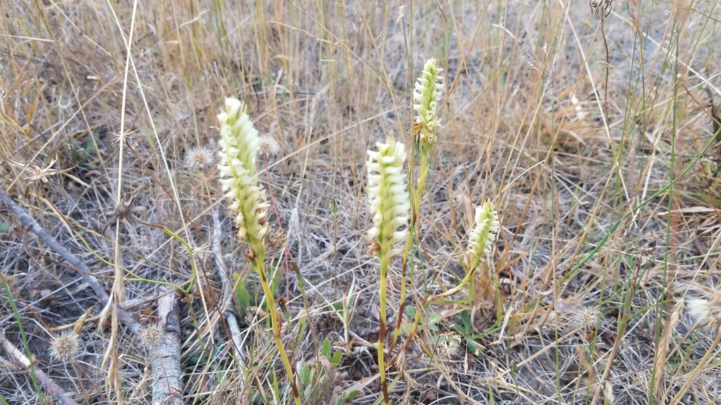 Hooded Ladies' Tresses from Bremerton, WA, USA on August 3, 2020 at 07: ...