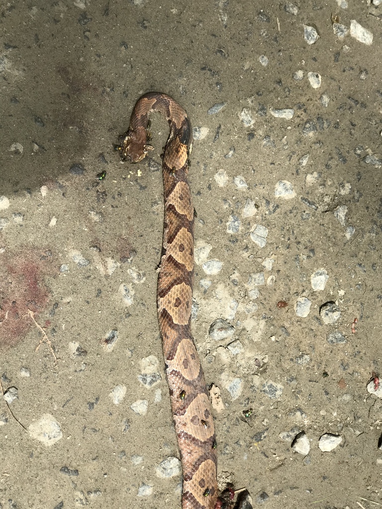 Eastern Copperhead from Graves Mountain Ln, Syria, VA, US on August 3 ...