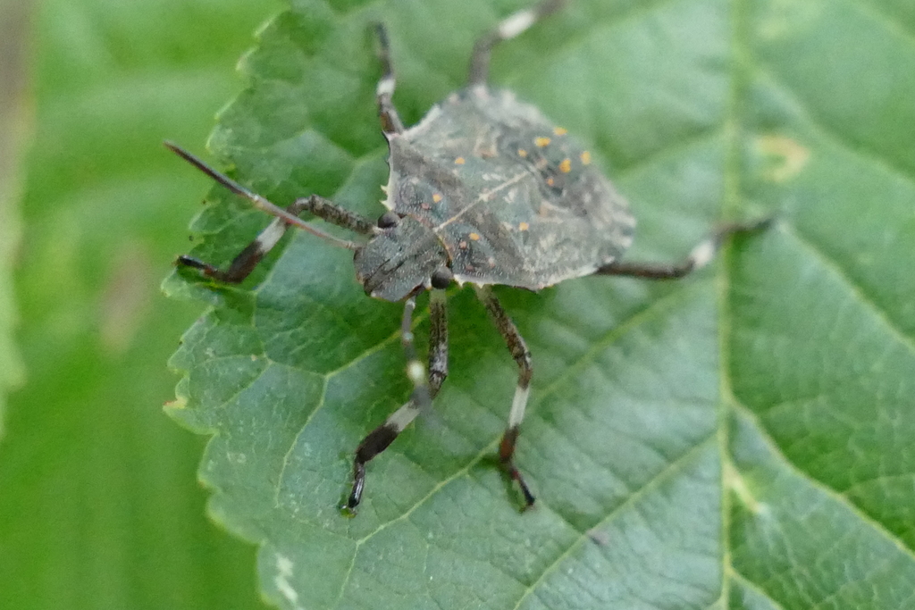 Brown Marmorated Stink Bug from 47249 Duisburg, Deutschland on August ...