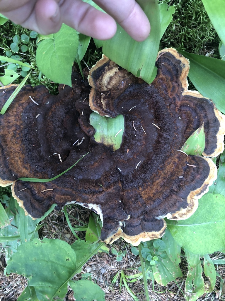 Dyer's Polypore from Superior National Forest, Grand Marais, MN, US on ...