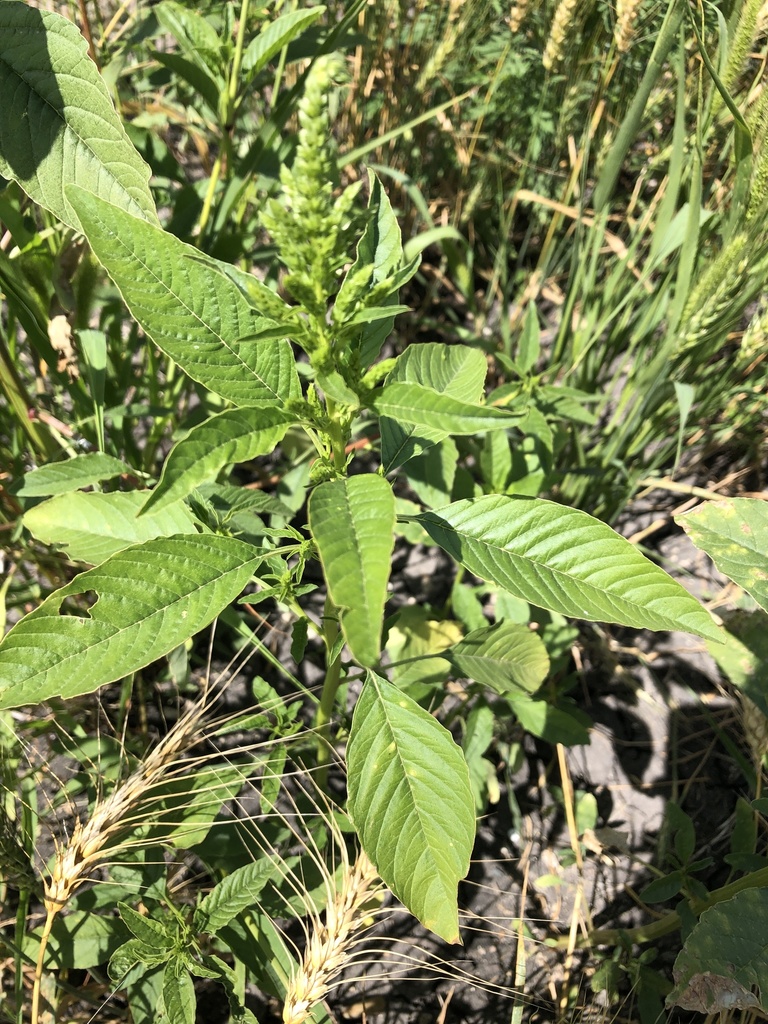 Redroot Amaranth from Argyle, MN, US on August 3, 2020 at 07:13 PM by ...