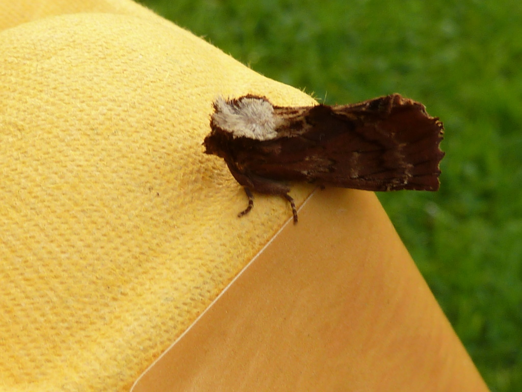 Coxcomb Prominent in August 2020 by Michael Reid · iNaturalist