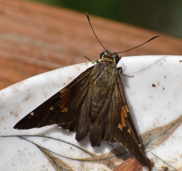 Silver-spotted Skipper from De Witt, IA, US on August 3, 2020 at 01:15 ...
