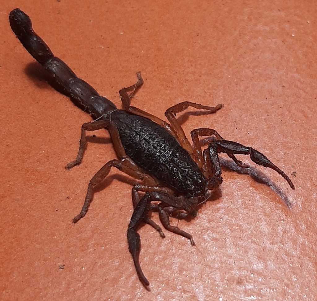 Slender Brown Scorpion from Alegría, SV-US, SV on August 3, 2020 at 12: ...