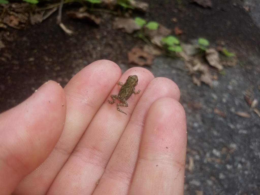 Fowler's Toad from White Marsh, MD 21162, USA on August 3, 2020 at 03: ...