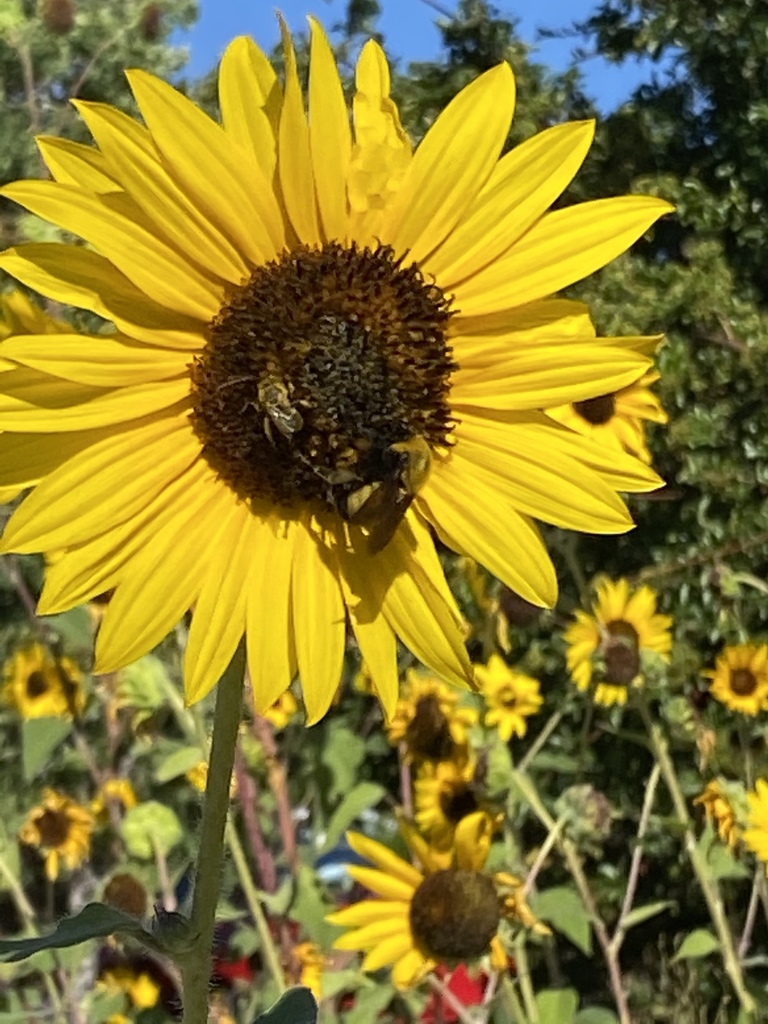Morrison's Bumble Bee from Pruitt Ave, Los Alamos, NM, US on July 30 ...