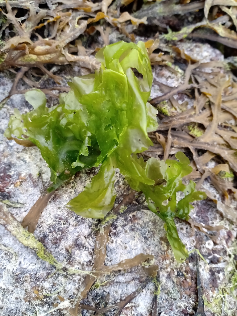 Broadleaf Sea Lettuce from Nanaimo, CA-BC, CA on August 03, 2020 at 02: ...