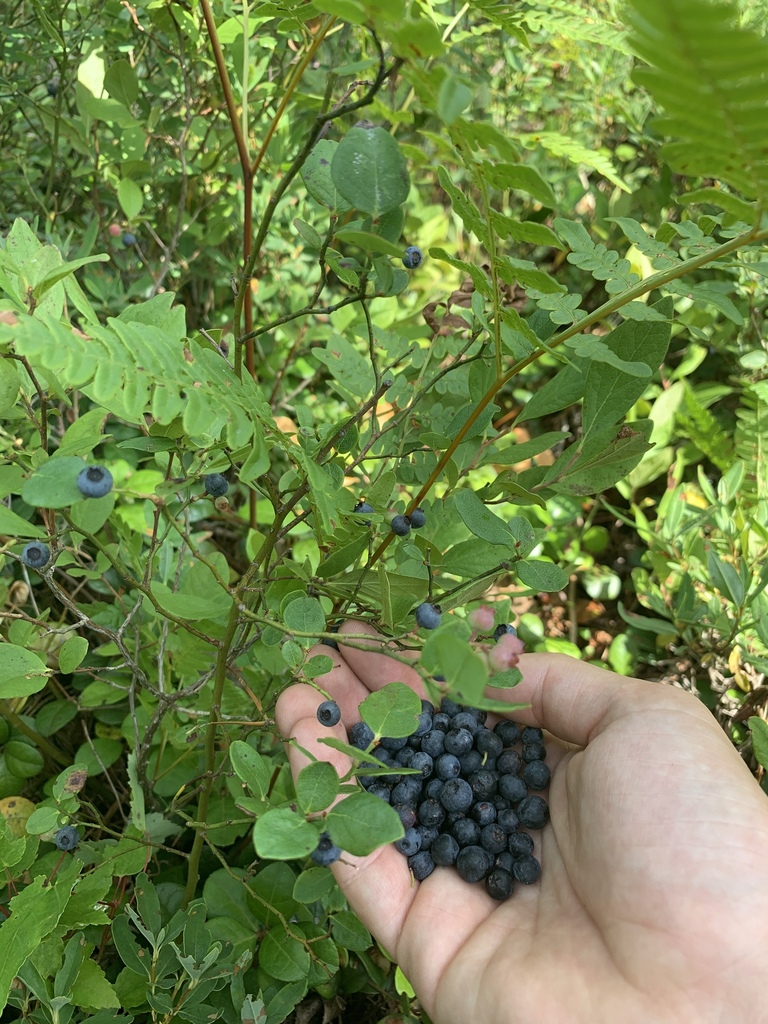 dangleberry from Nesquehoning, PA, US on August 02, 2020 at 01:54 PM by ...