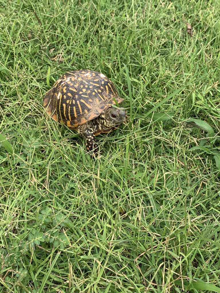 Ornate Box Turtle from N1860 Rd, Arnett, OK, US on August 03, 2020 at ...