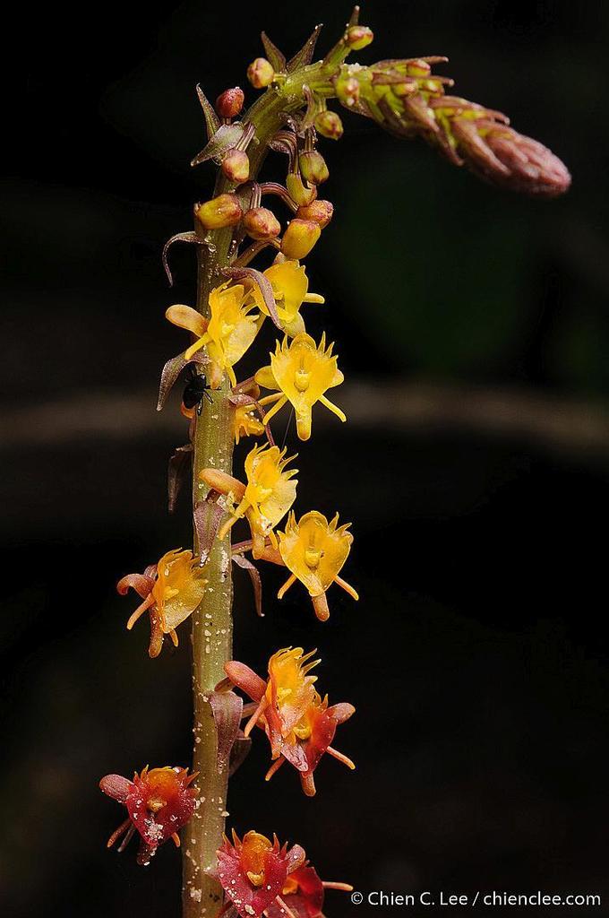Crepidium from Siburan, Sarawak, Malaysia on August 19, 2010 at 04:11 ...