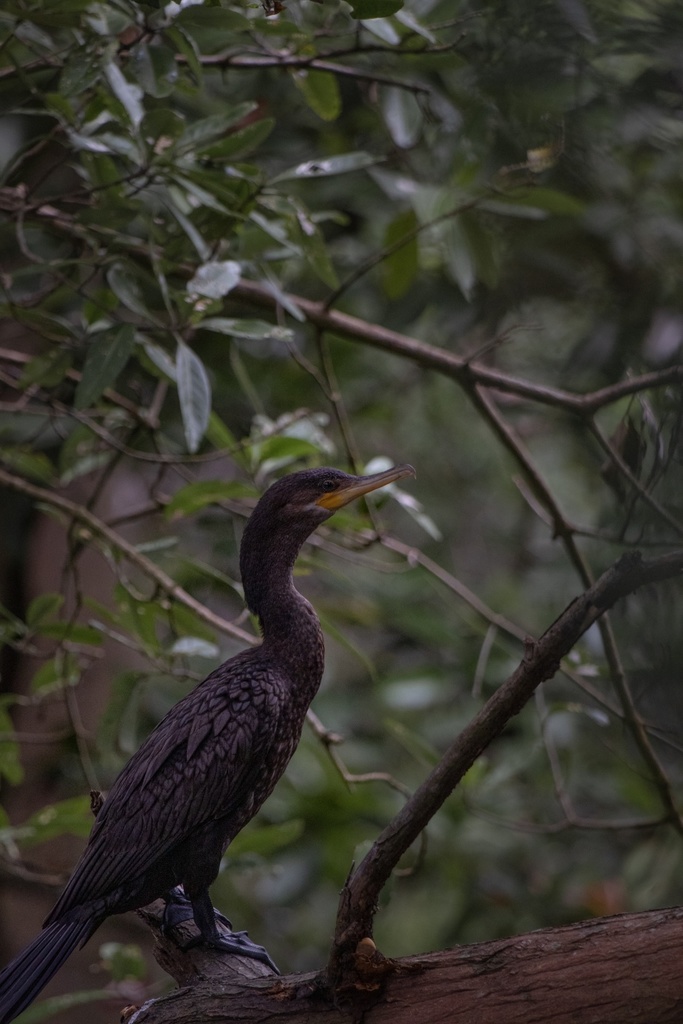 Neotropic Cormorant from Calle principal 2, Provincia de Panamá, PA on ...