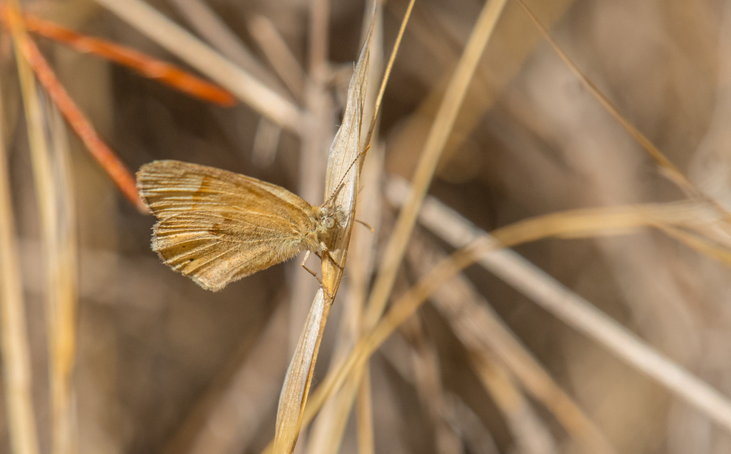 Common Ringlet from Topanga, CA, USA on August 03, 2020 at 09:17 AM by ...