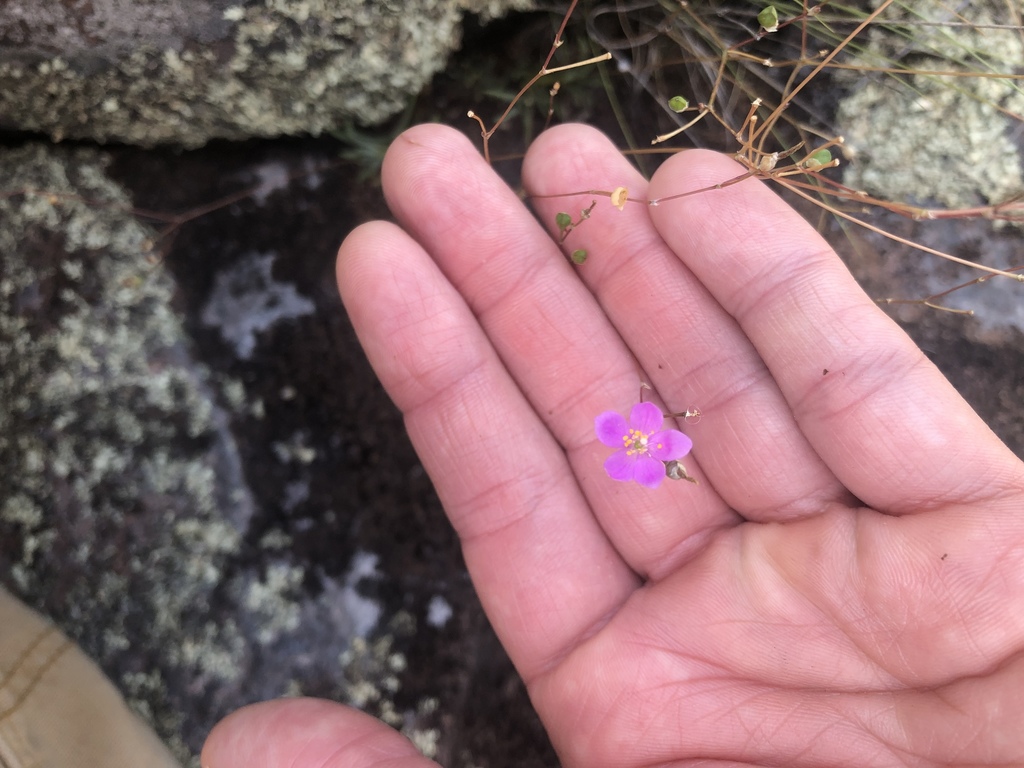 Fameflowers in July 2020 by slade · iNaturalist