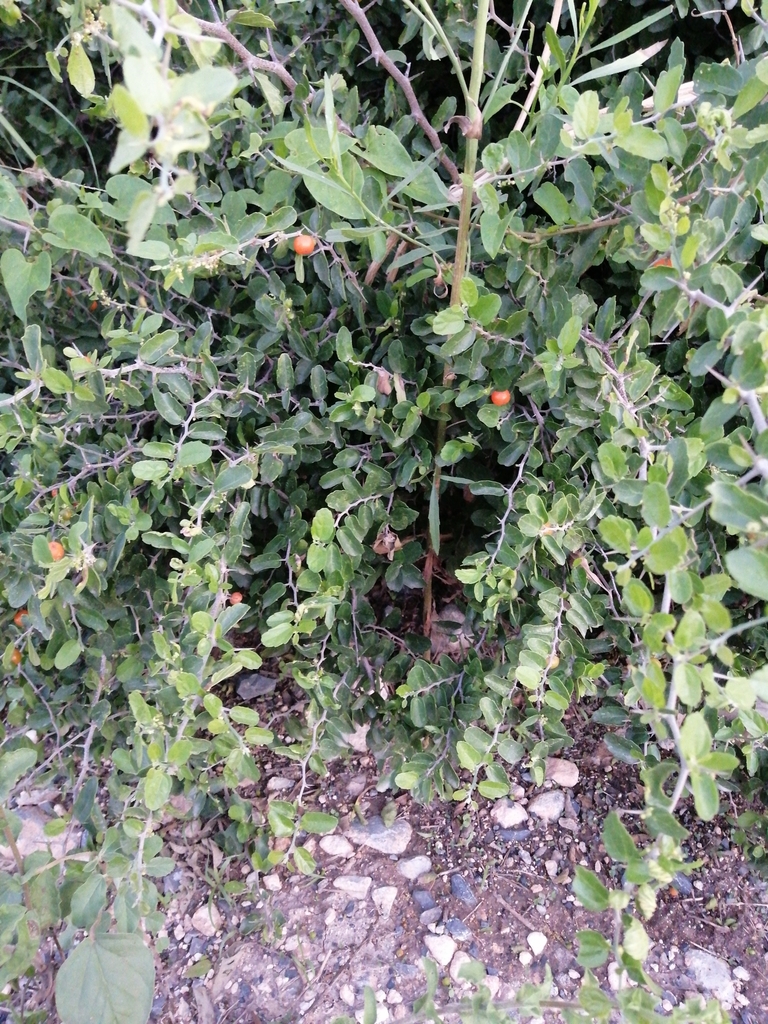 spiny hackberry from García, N.L., México on August 3, 2020 at 08:28 PM ...