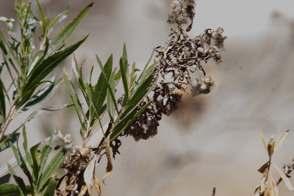 mule fat from Topanga, CA, USA on August 03, 2020 at 10:24 AM by ...