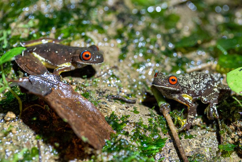Legler's Stream Frog in August 2020 by Andrew Whitworth · iNaturalist