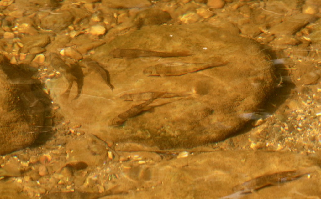 Desert Sucker from Sedona, AZ 86336, USA on August 3, 2020 at 08:50 AM ...