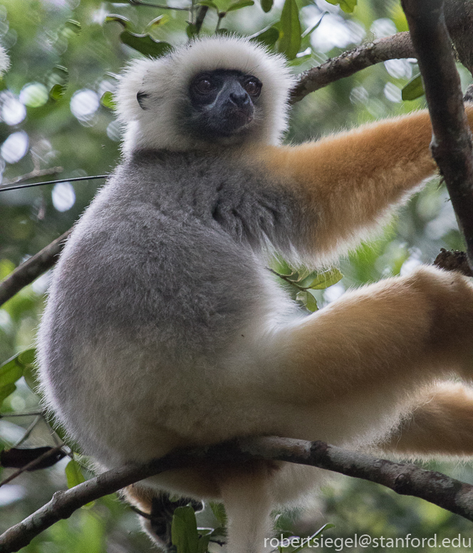 Diademed Sifaka in June 2016 by Robert Siegel · iNaturalist