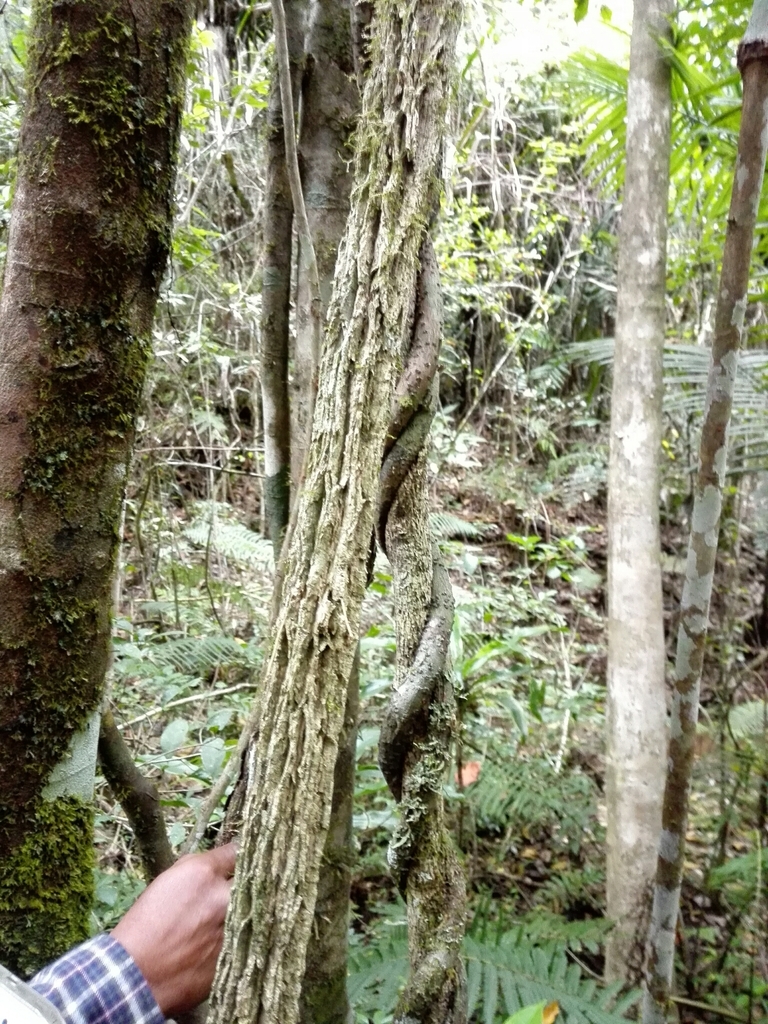 dicots from Alaotra-Mangoro, MG-TM, MG on November 2, 2019 at 12:31 PM ...