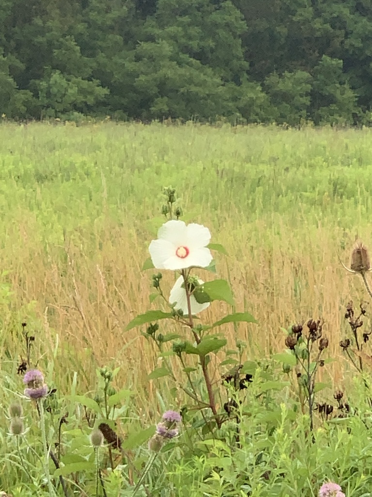 swamp rose mallow from Buckeye Woods County Park, Medina, OH, US on ...