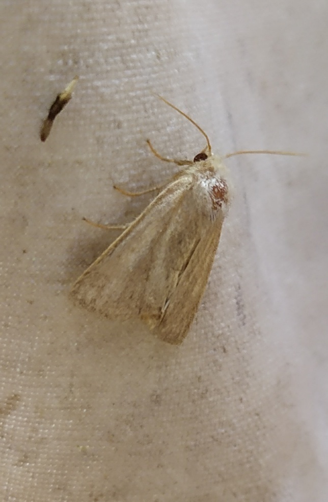 Mere Wainscot from Рязанская обл., Россия, 391972 on August 4, 2020 at ...