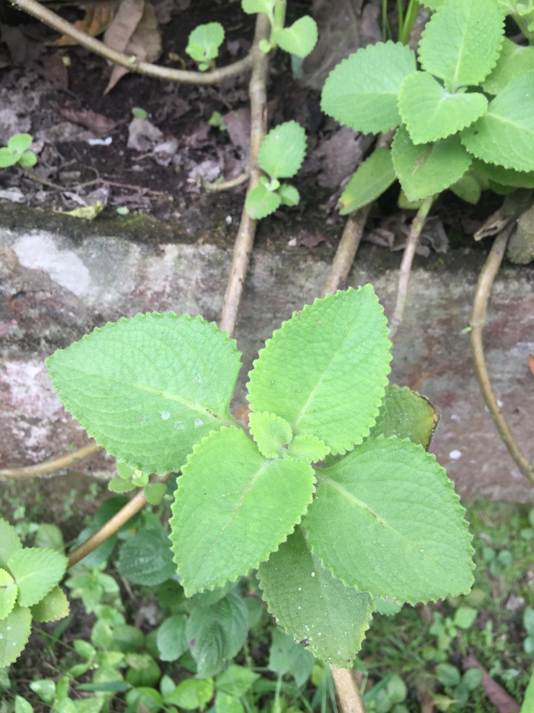 Indian Borage from Vía a Chiguilpe, San Miguel de Los Bancos, Pichincha ...