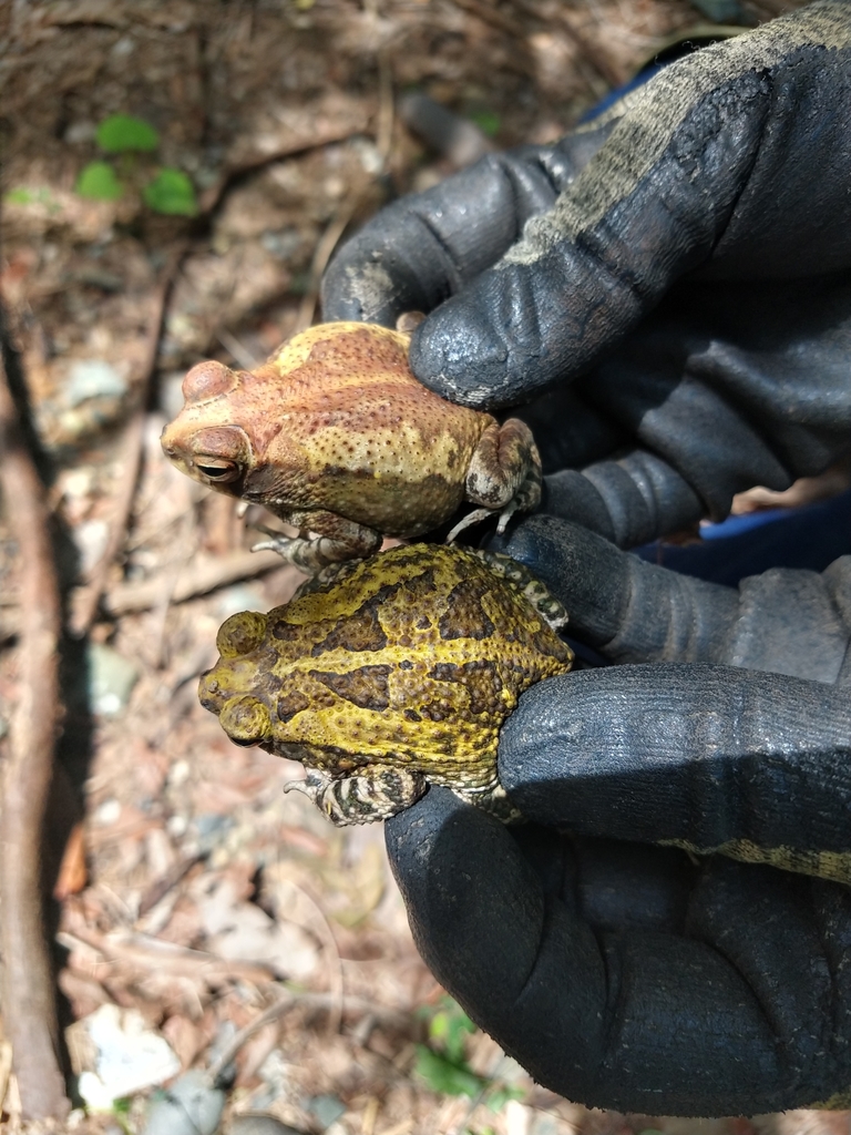Marbled Toad from Lázaro Cárdenas, Mich., México on July 31, 2020 at 03 ...