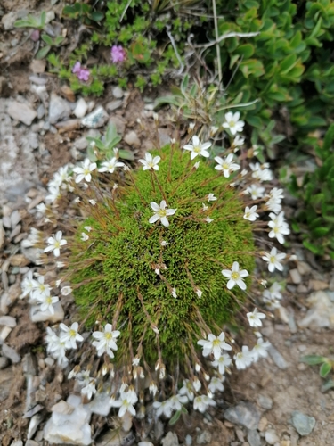 Subspecies Minuartia recurva condensata · iNaturalist